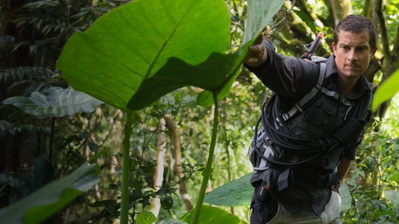 5 jungle survival tips Bear Grylls swears by, and how they apply beyond ...
