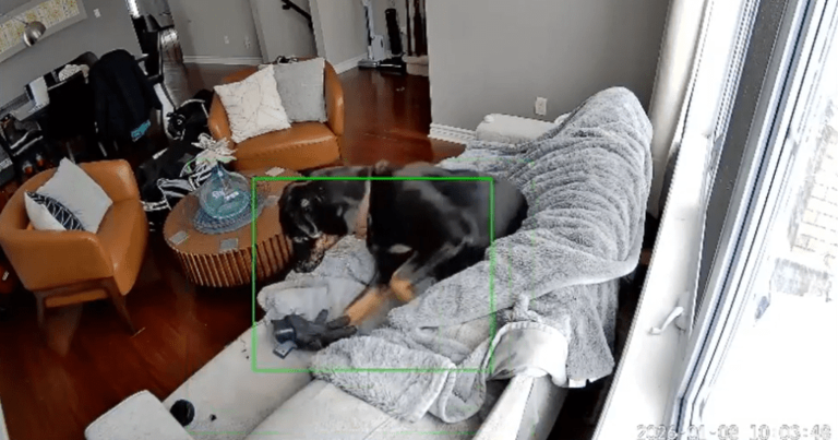 Video: Dog chewing heated glove starts fire in home's living room