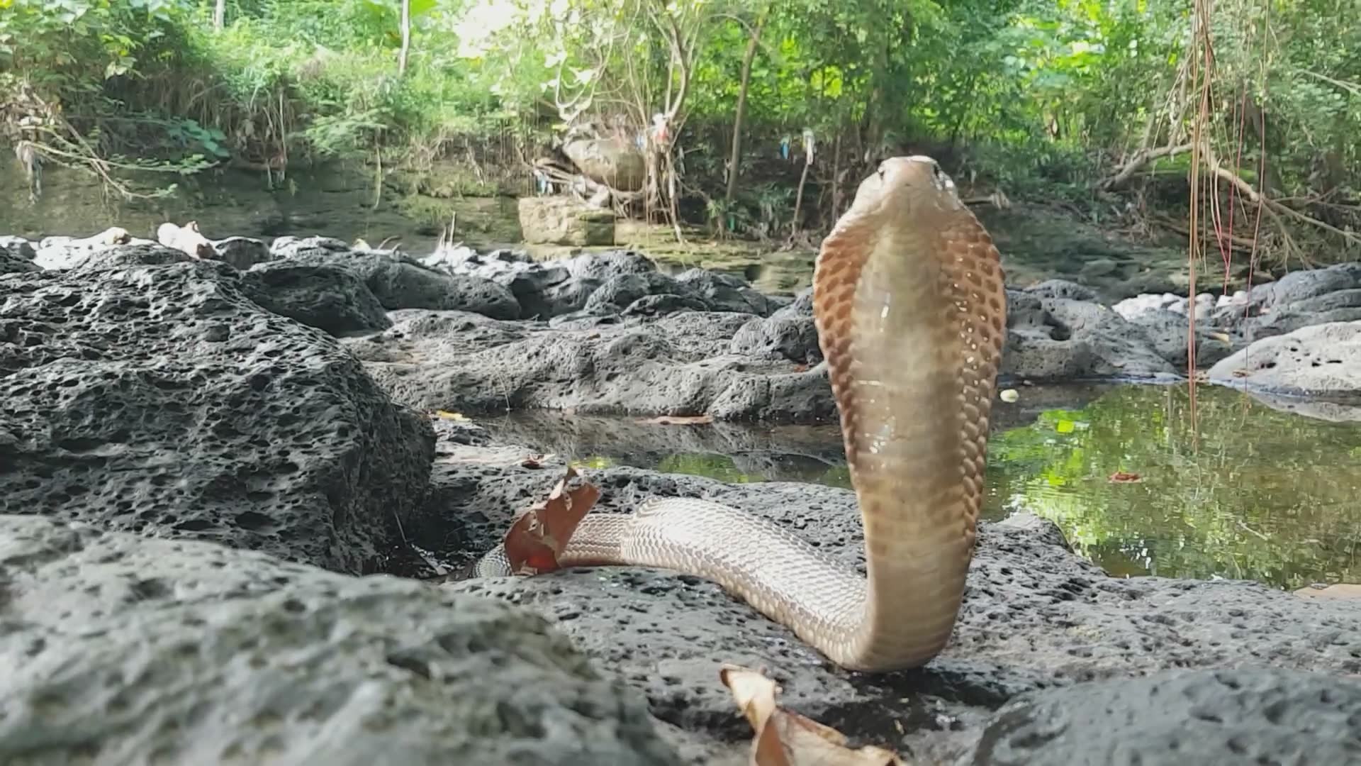 Encountering defensive Javan spitting cobra