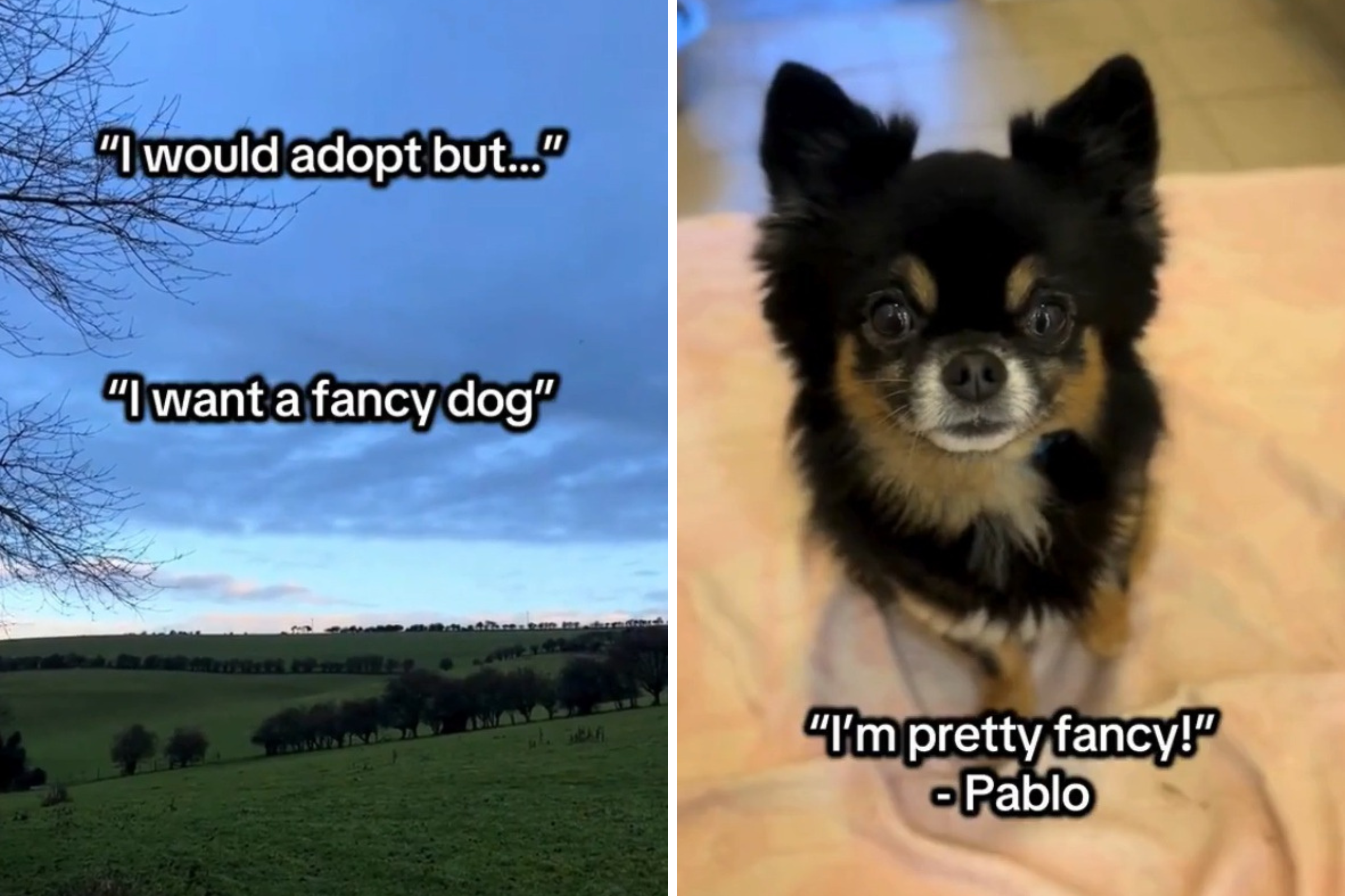 Shelter proves you can rescue a fancy dog—here’s the breeds needing homes