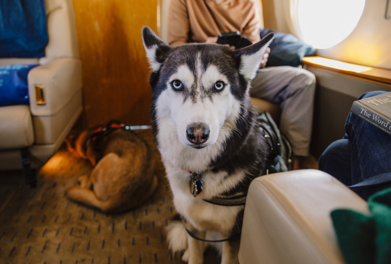 Humans and dogs now welcome at Kona’s most luxurious resort