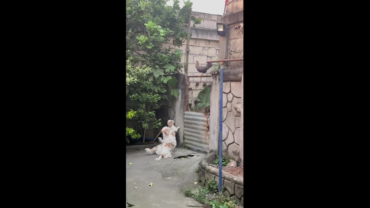 Three curious dogs mesmerized by a chicken in Solana, Cagayan, Philippines