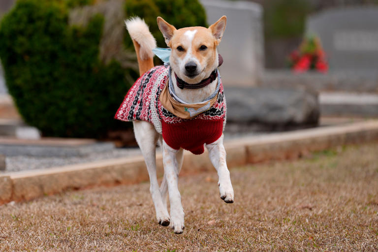Aloka, dog on Walk for Peace with monks, undergoing surgery. What we know