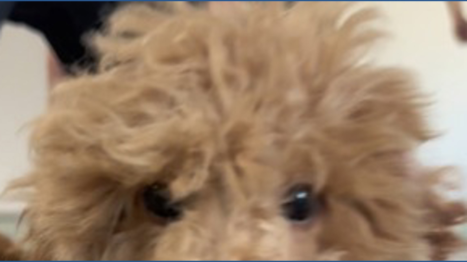 Puppy yoga comes to Tampa