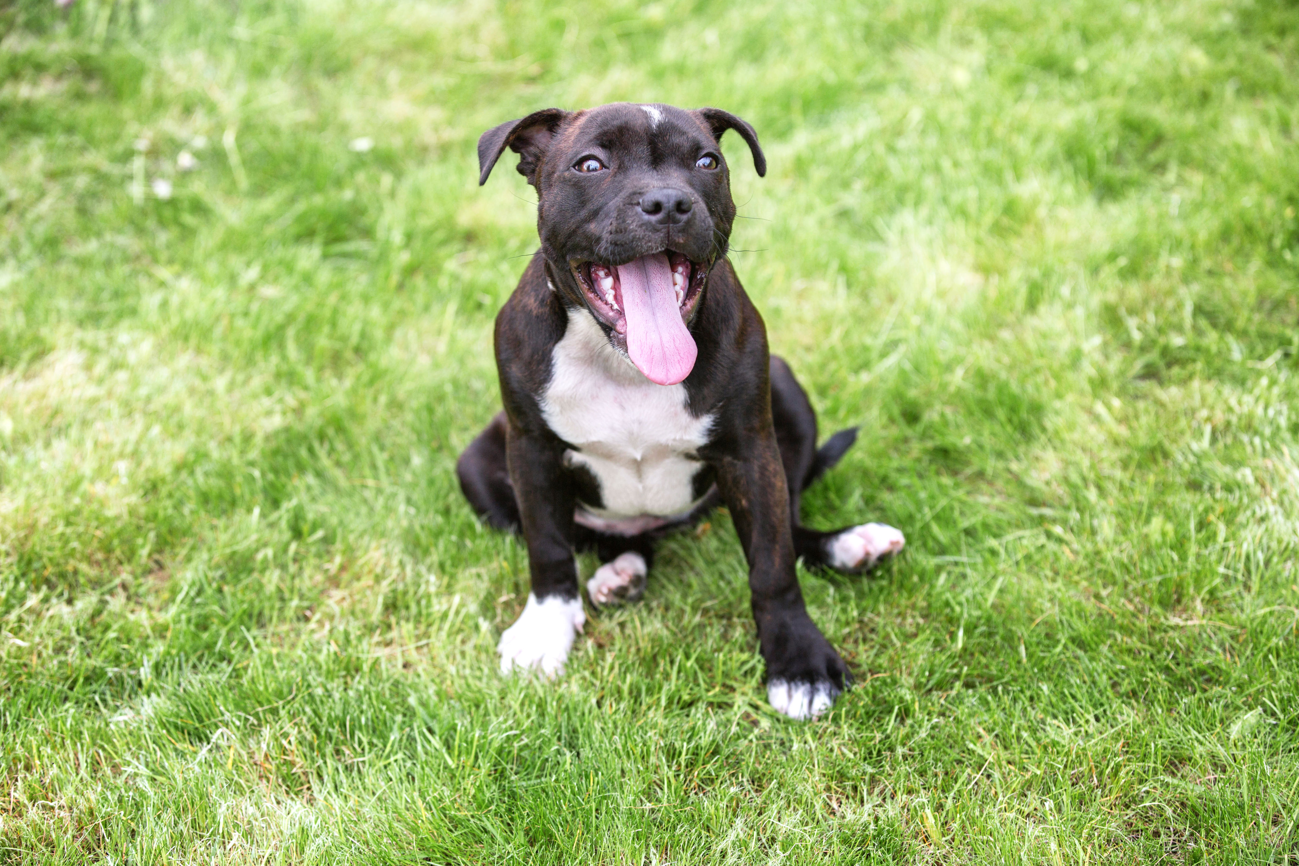 Breeder says puppy won’t grow over 30lbs, shock at what owner realizes