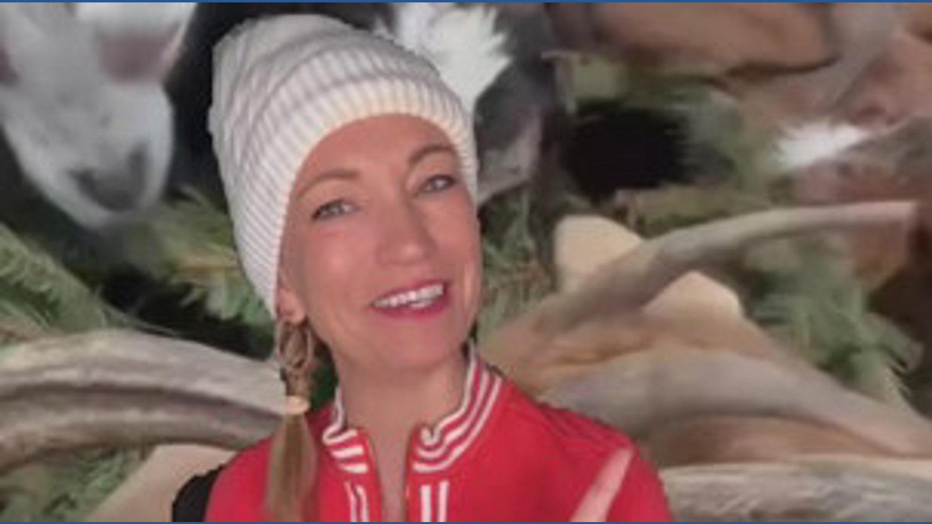 Goats munch Christmas trees