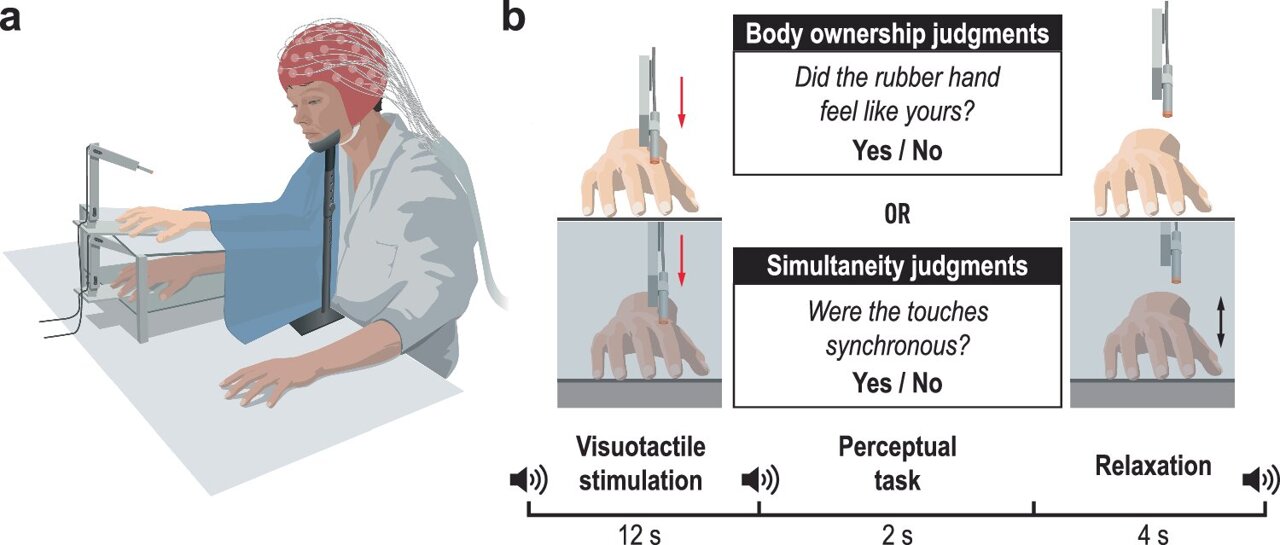 How brain waves shape our sense of self