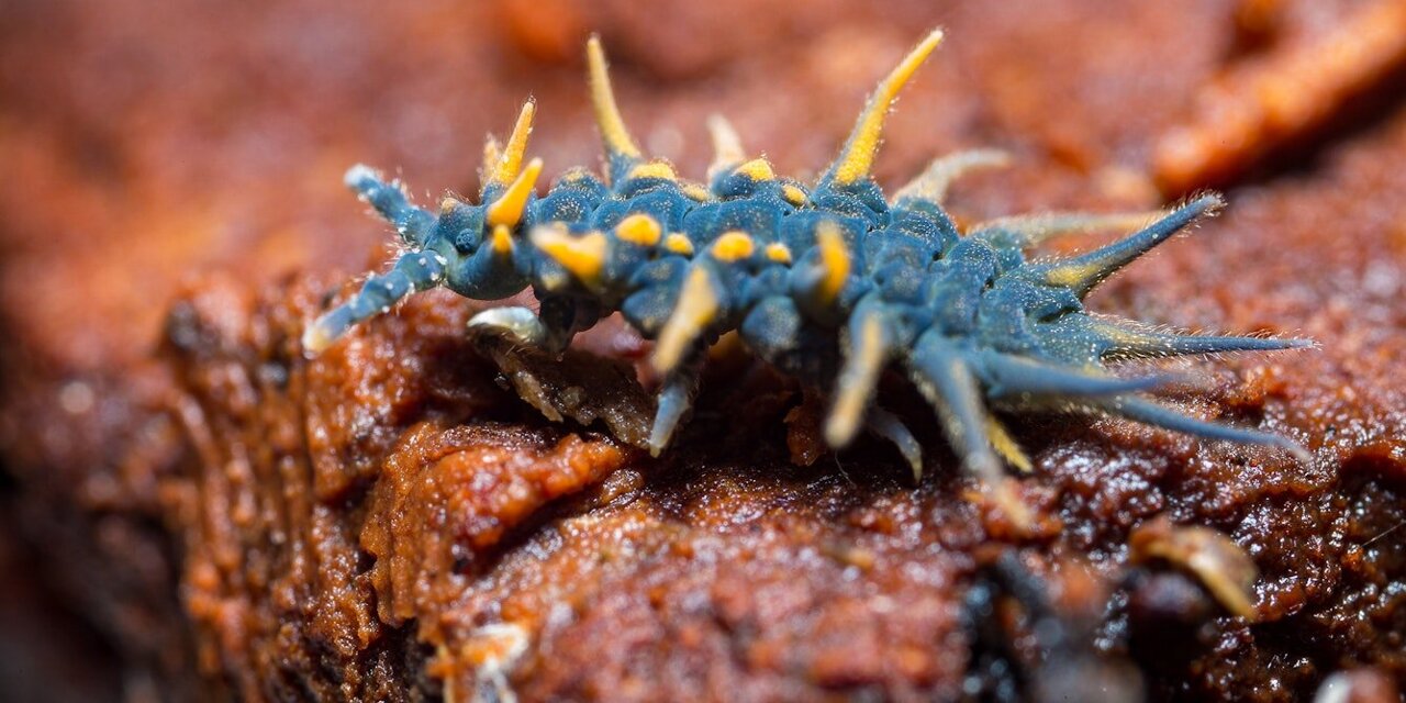 Meet the springtails: Little-known fantastic beasts that live ...