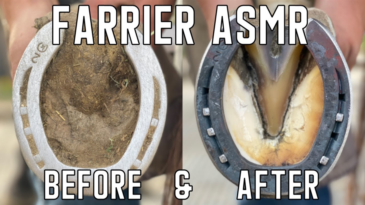 Complete hoof restoration shoeing and cleanup ASMR experience