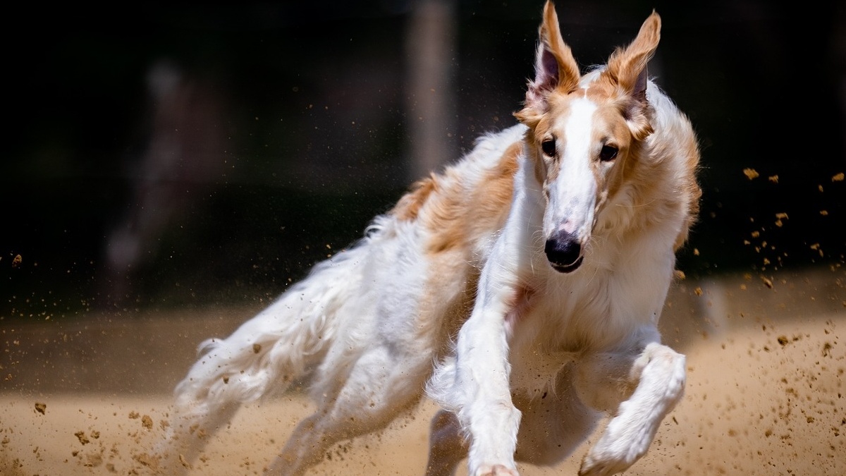 It's not the breed: the breeding mistakes that generate the most aggression