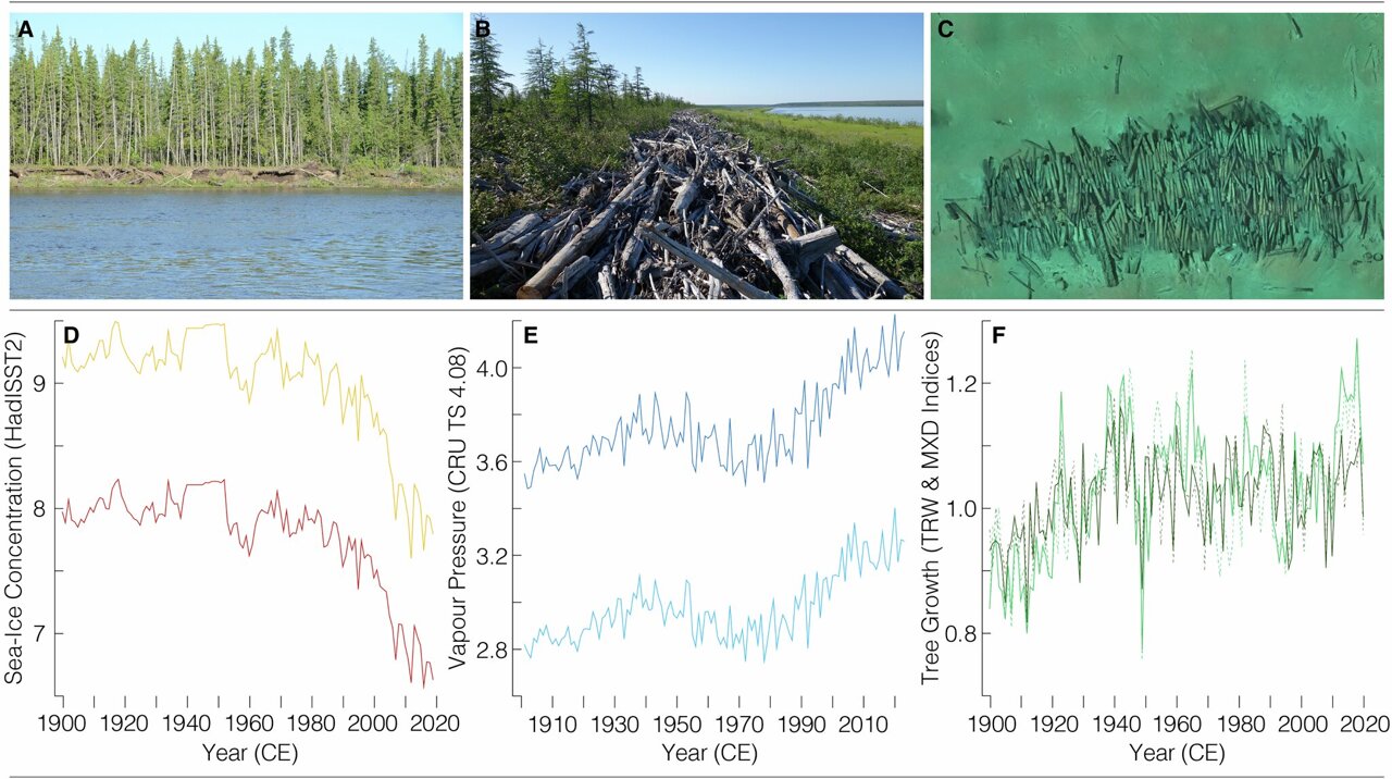 Sinking boreal trees in the deep Arctic Ocean could remove billions of ...
