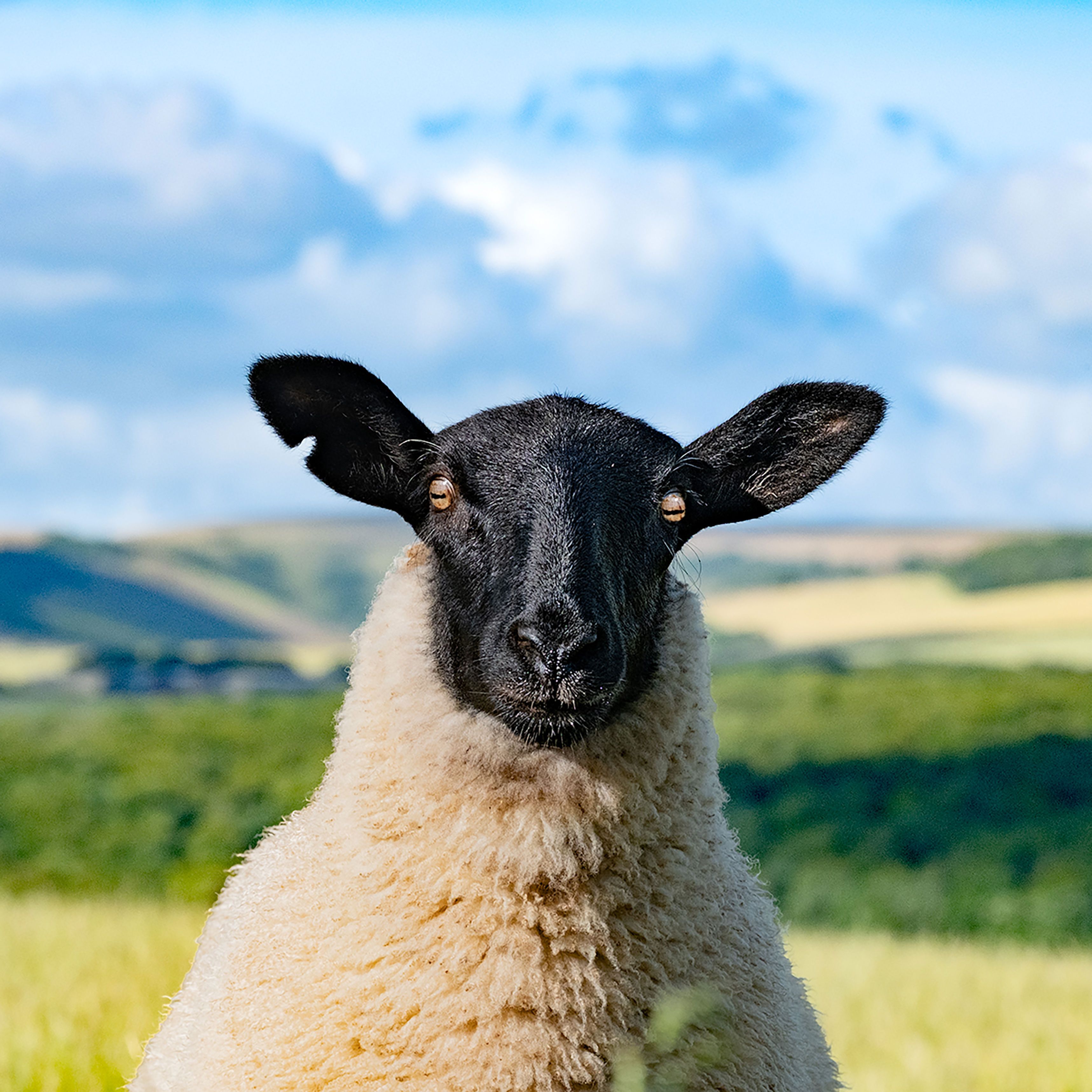 'Other-worldly' pic of giant trees wins South Downs National Park photo ...