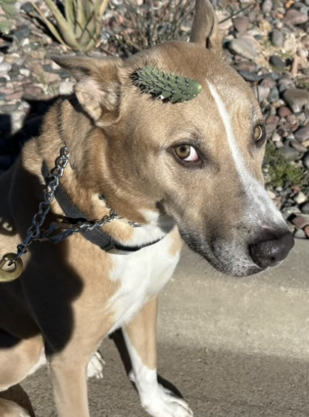 This dog’s walk took a sharp turn when a cactus got stuck to His head