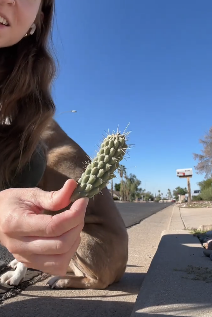 This dog’s walk took a sharp turn when a cactus got stuck to His head