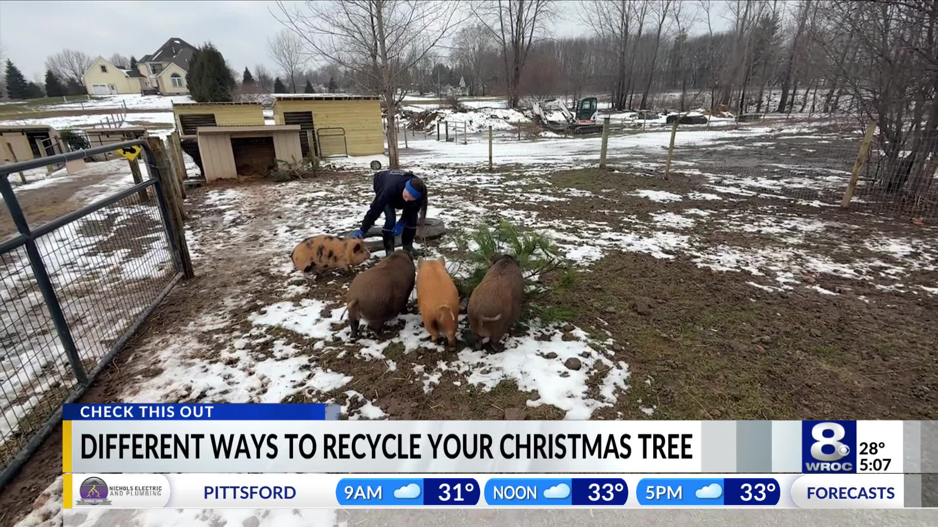 How Churchville farm uses old Christmas trees donated to them