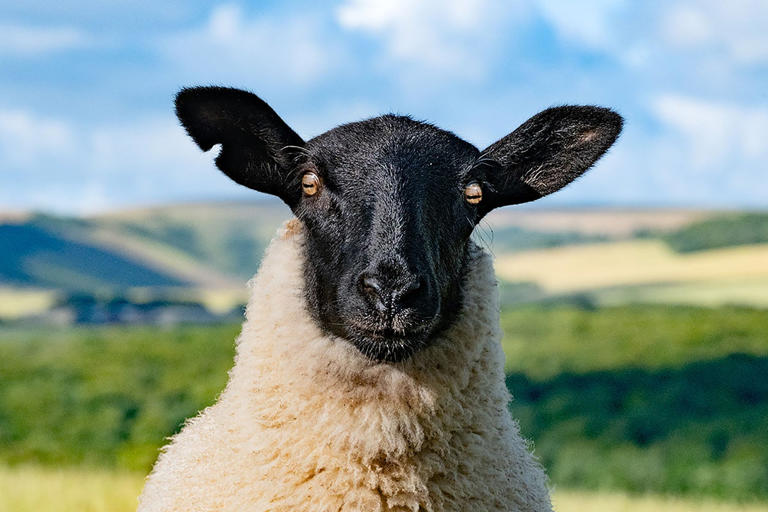 ‘Other-worldly’ pic of giant trees wins South Downs National Park photo ...