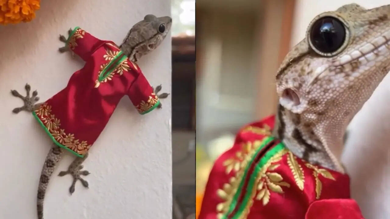 Bharat ki pehli chipkali dress: AI video sparks shock, laughter ...