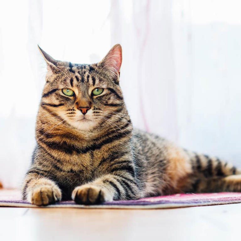 How Your Cat Protects You And Your Home From Evil Spirits & Negative ...