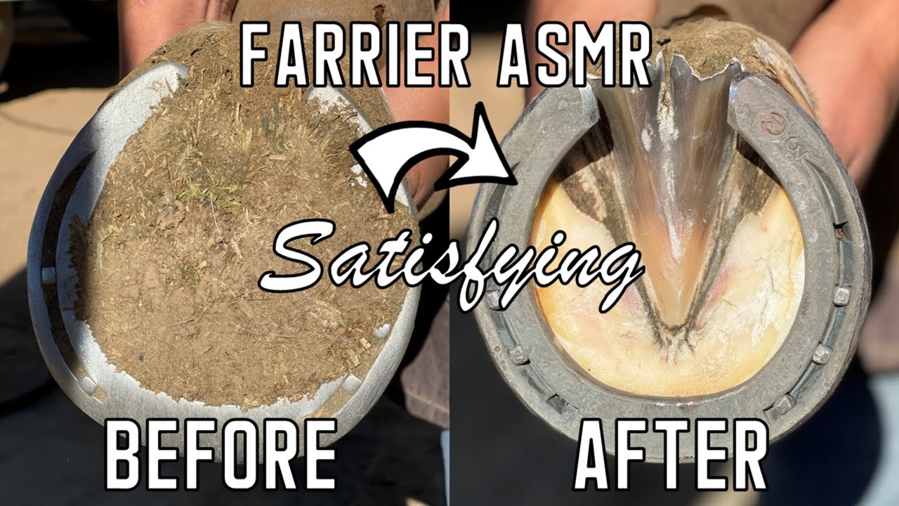 Front hoof restoration – farrier ASMR deep clean