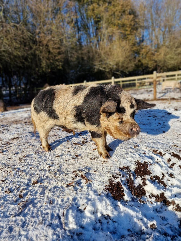 Beloved Kew Little Pigs star Gizmo dies after sudden health decline