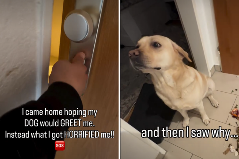 Labrador doesn’t greet owner at door—left “horrified” what he finds inside