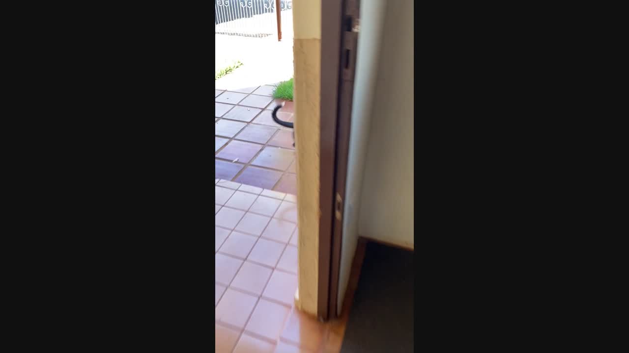 Dog tries walking away with 10 kilogram weight