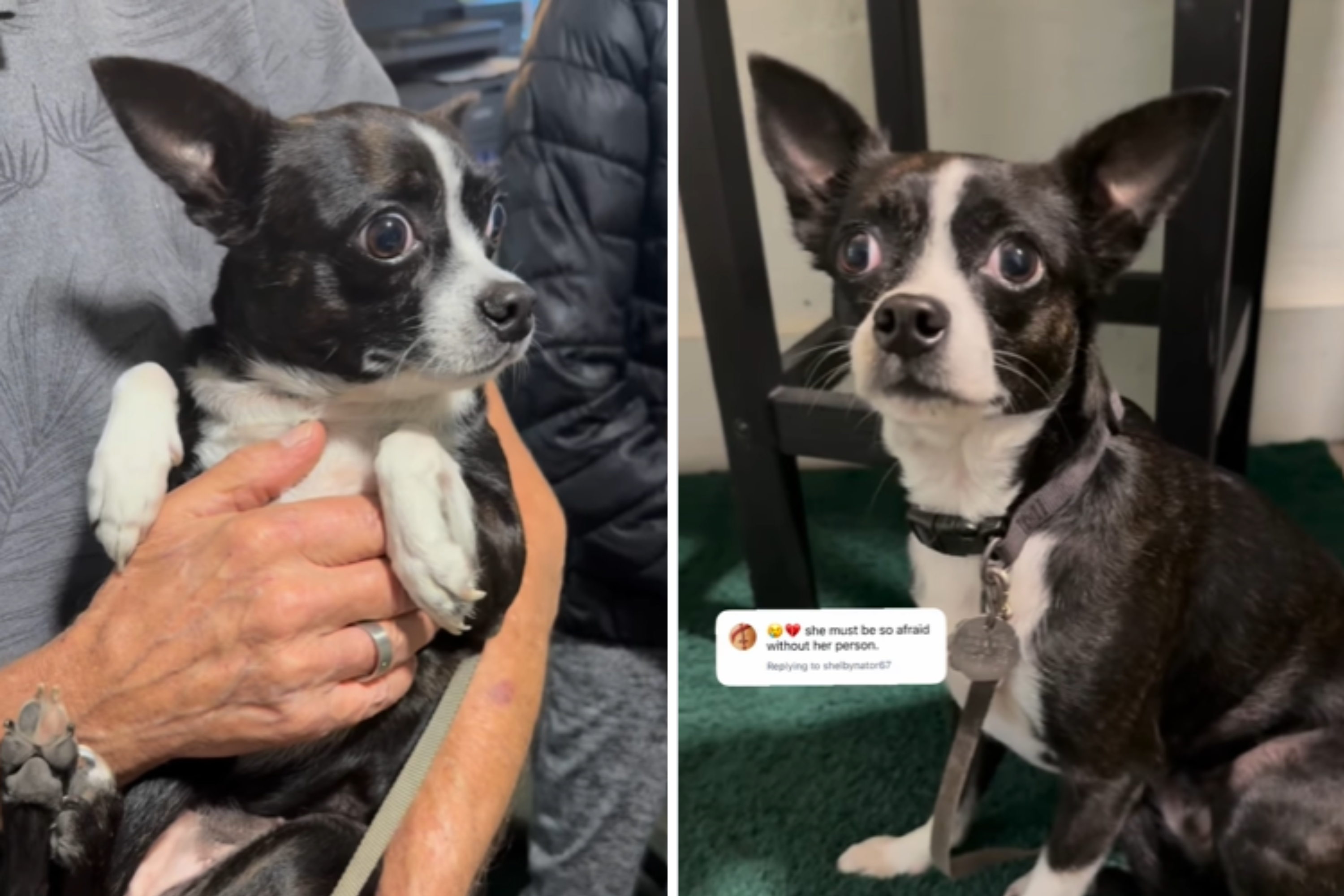 Heartbroken dog left behind in 'saddest' owner surrender shelter has seen