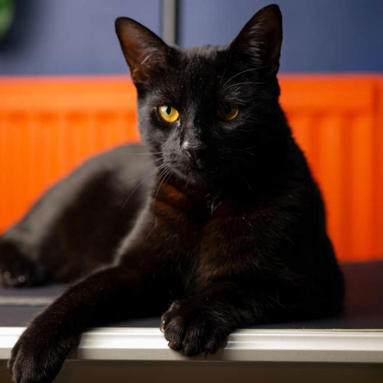 How Your Cat Protects You And Your Home From Evil Spirits & Negative ...