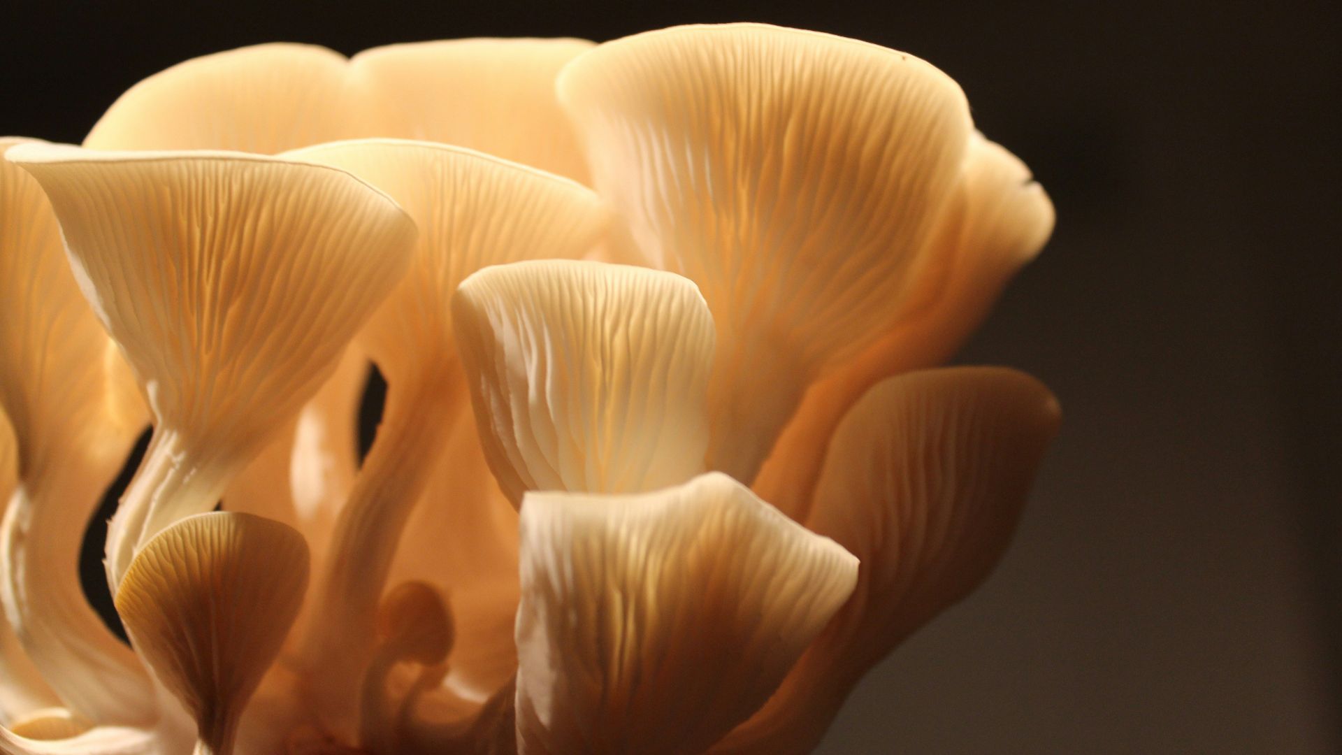 This gene-altered fungus makes the perfect, eco-friendly meat substitute