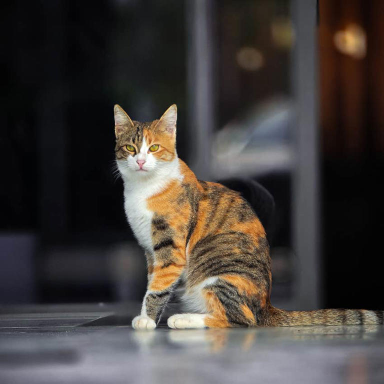 How Your Cat Protects You And Your Home From Evil Spirits & Negative ...