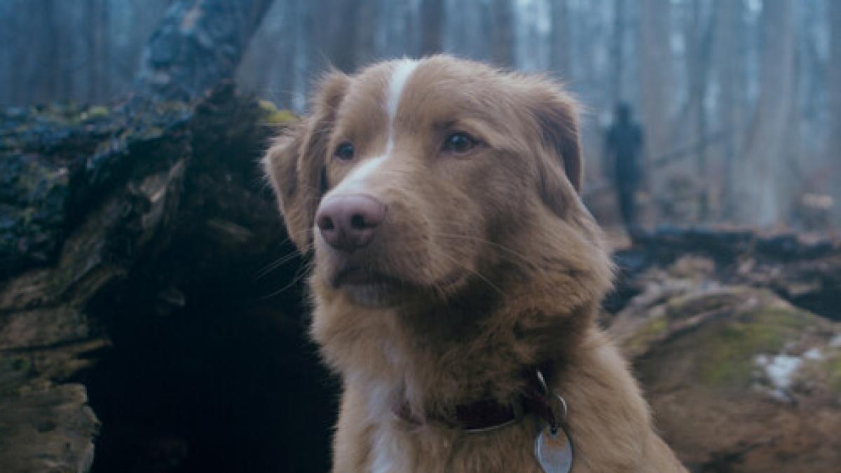 El perro de 'Good boy' hace historia al ganar el premio Astra a la ...