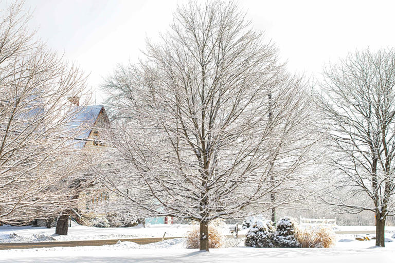 Should you water trees in winter? Experts weigh in