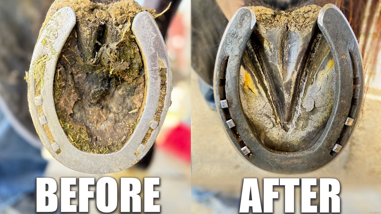 Mesmerizing 4K horse hoof restoration ASMR