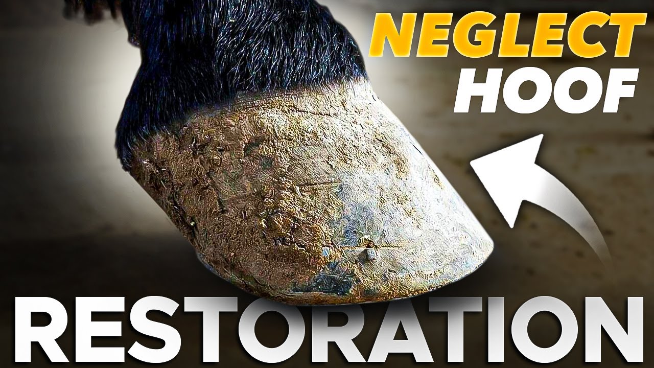 You won’t believe how long this neglected hoof grew before the trim