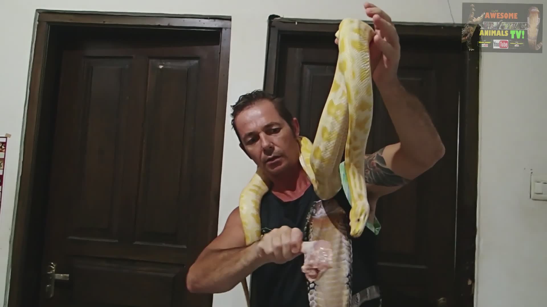 Feeding alternative chicken pieces to snakes