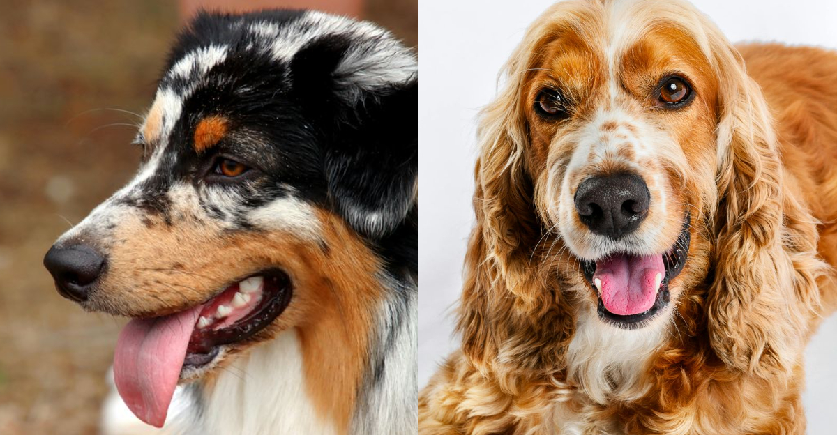 21 dog breeds with sensitive souls