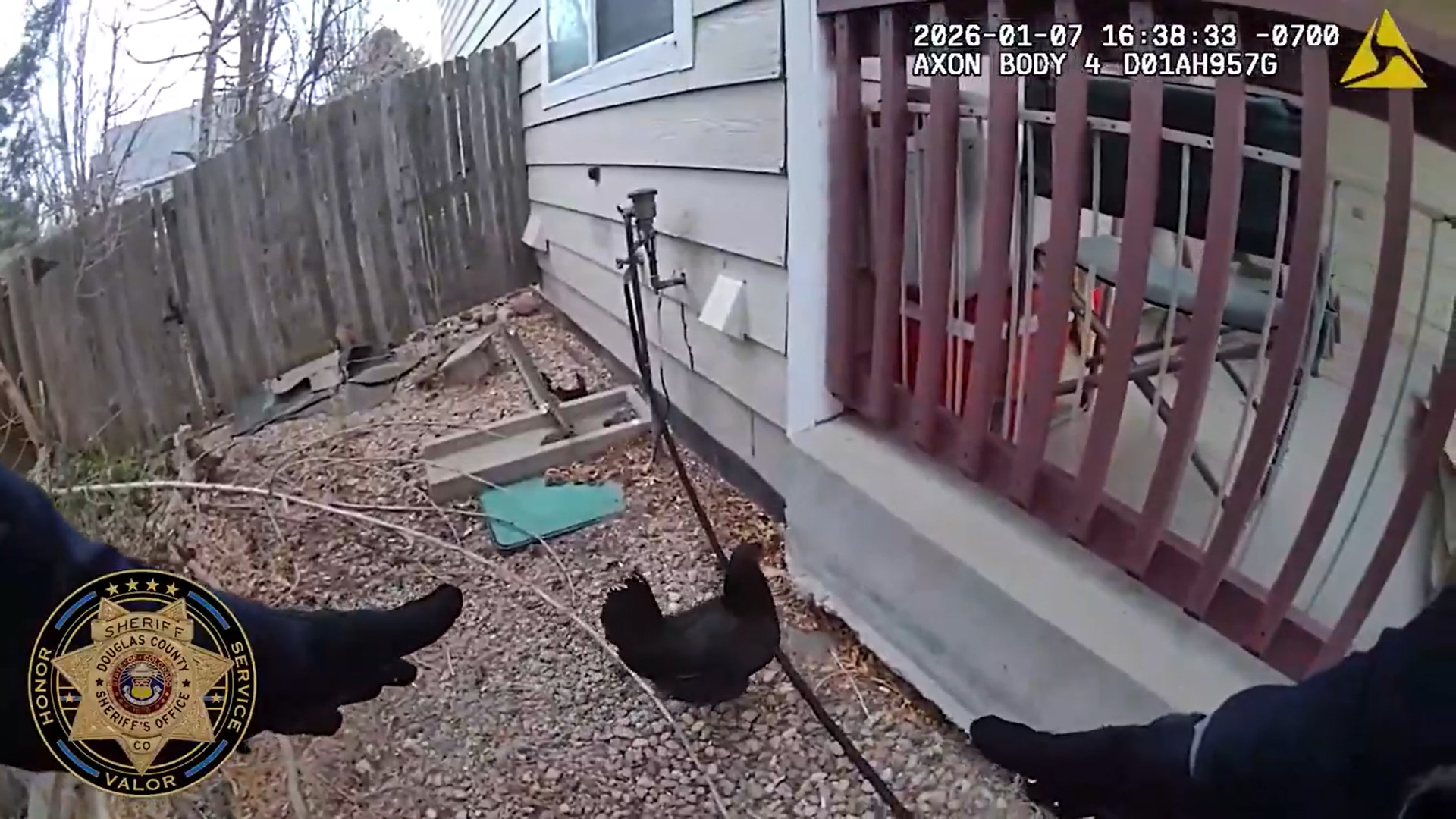 Bodycam footage shows moment officer wrangles loose chickens in Colorado