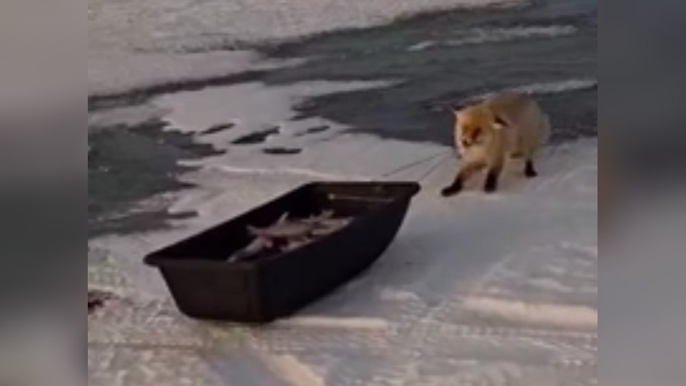 Bold theft: Fox steals sled with fresh fish