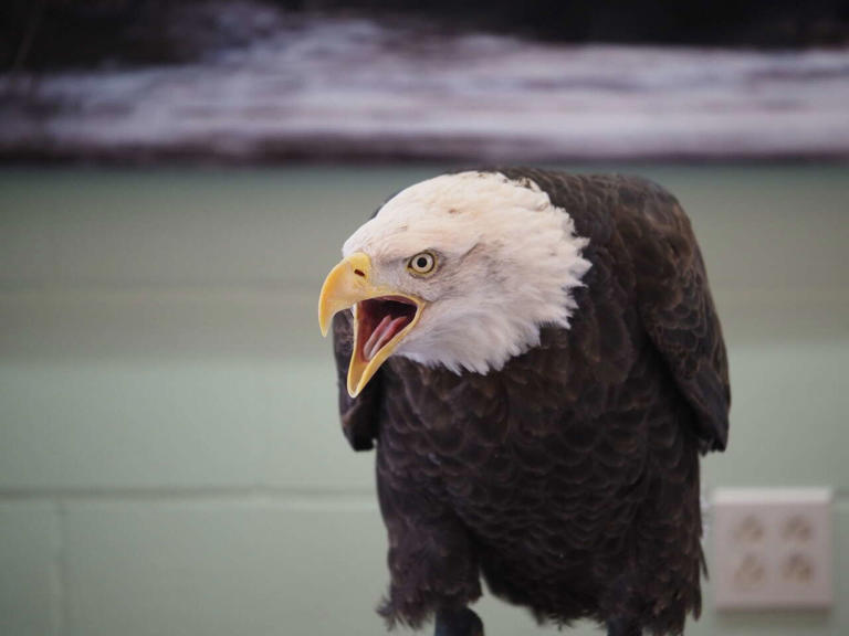Bald eagle meet-and-greet at Grafton Visitor’s Center delights visitors