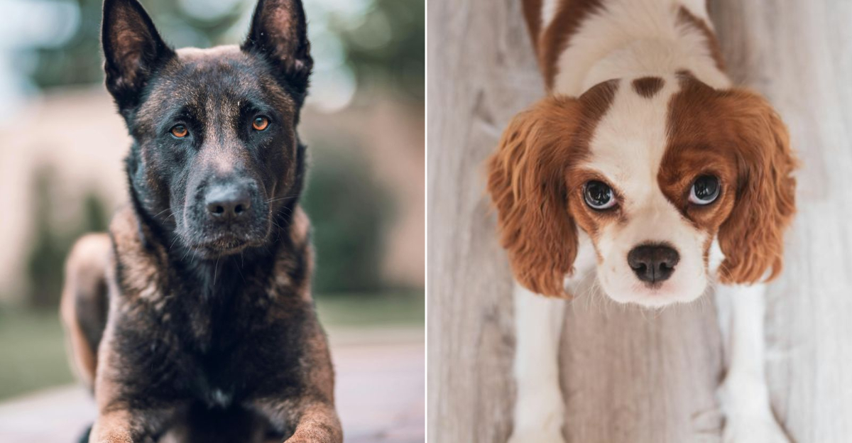 6 of the most territorial dog breeds with 6 of their friendliest ...