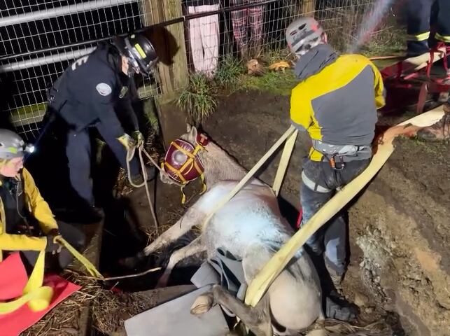 Enumclaw horse survives bridge collapse, being trapped in muddy creek