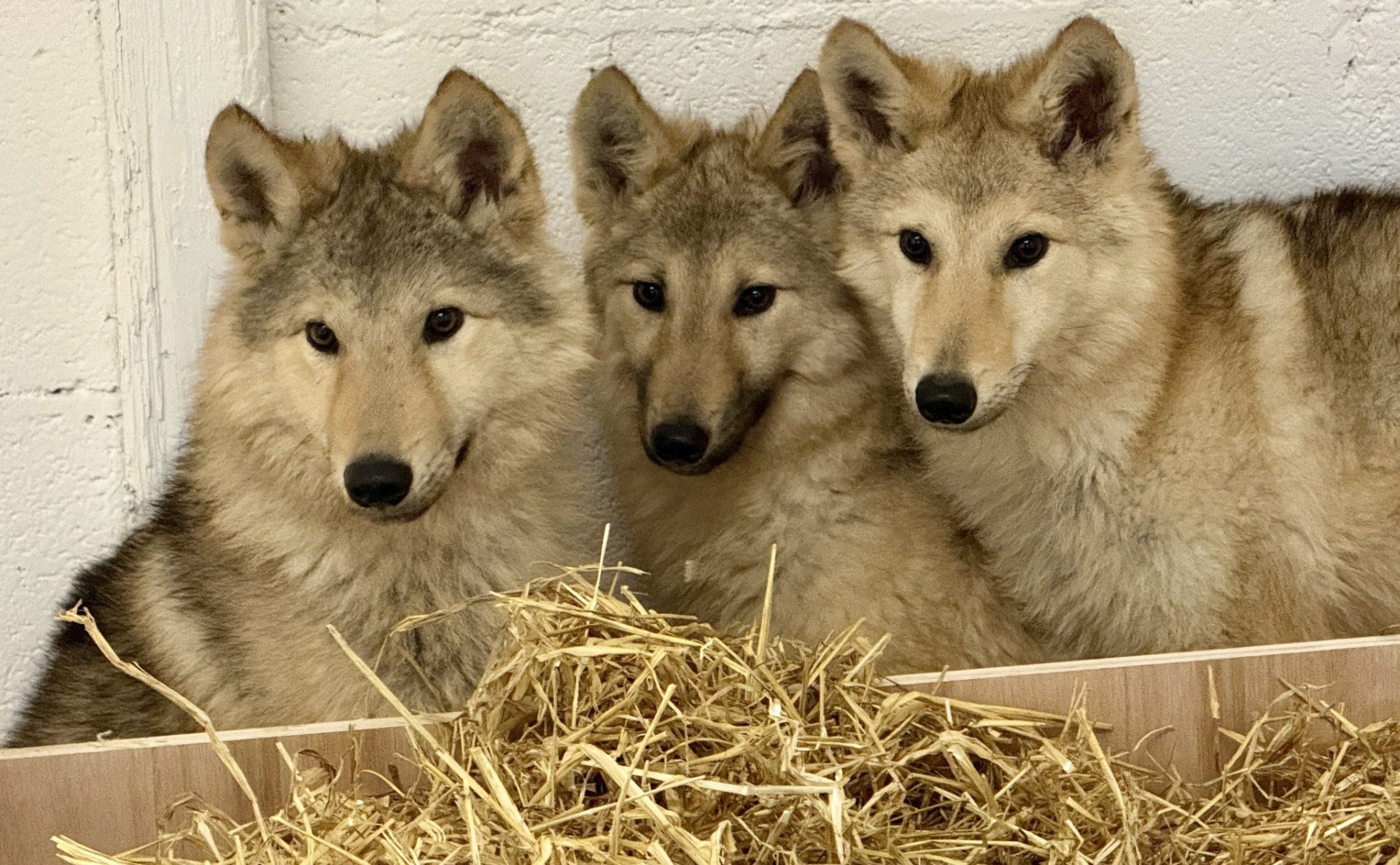 Mystery of three 'wolf-like dogs' found roaming solved