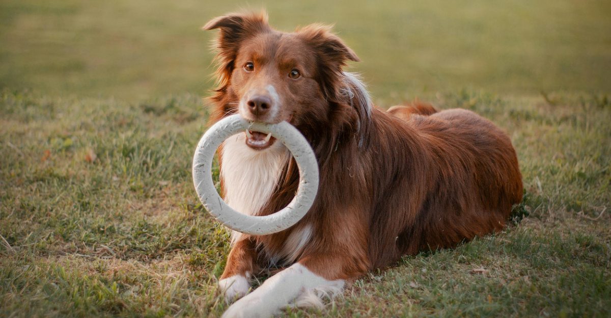 High energy isn't a warning – 10 breeds that thrive when you actually ...
