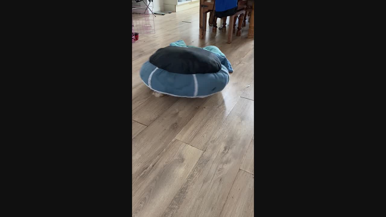 Pup spins around under dog bed
