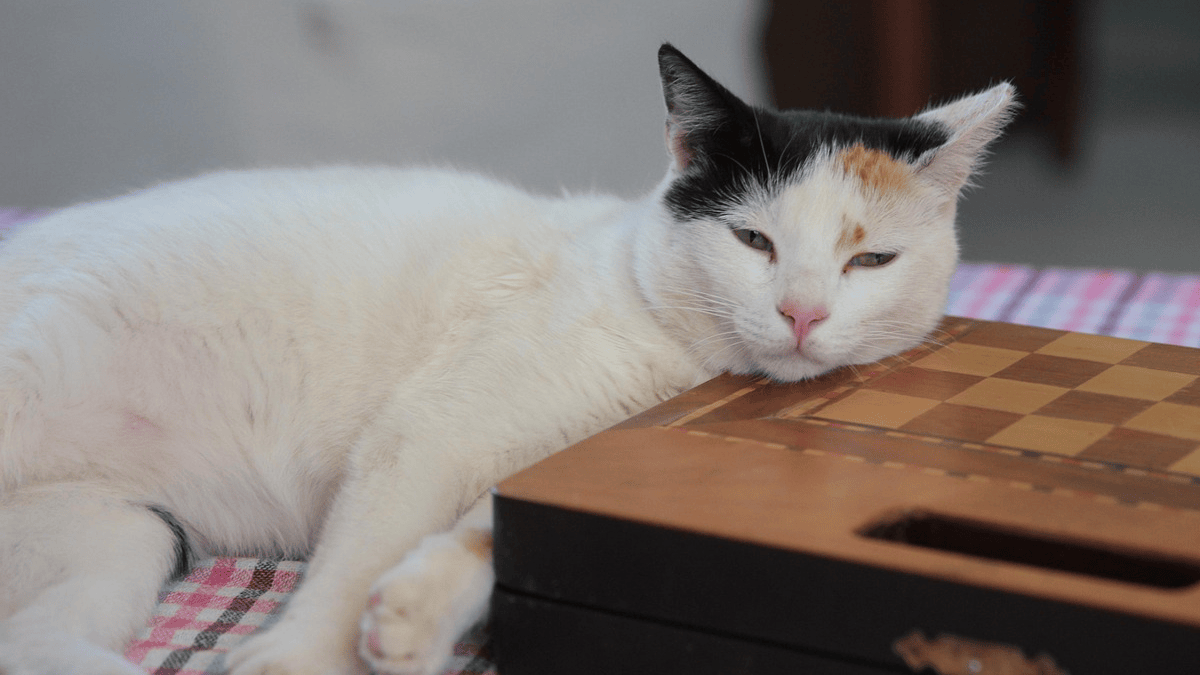 Subtle signs that indicate your cat trusts its human (even though it ...