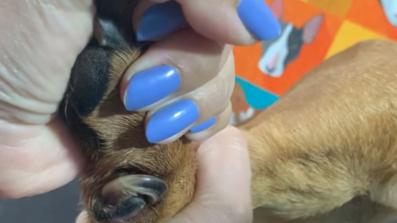 Woman removes a harmful nail from dog’s fifth toe with gentle care