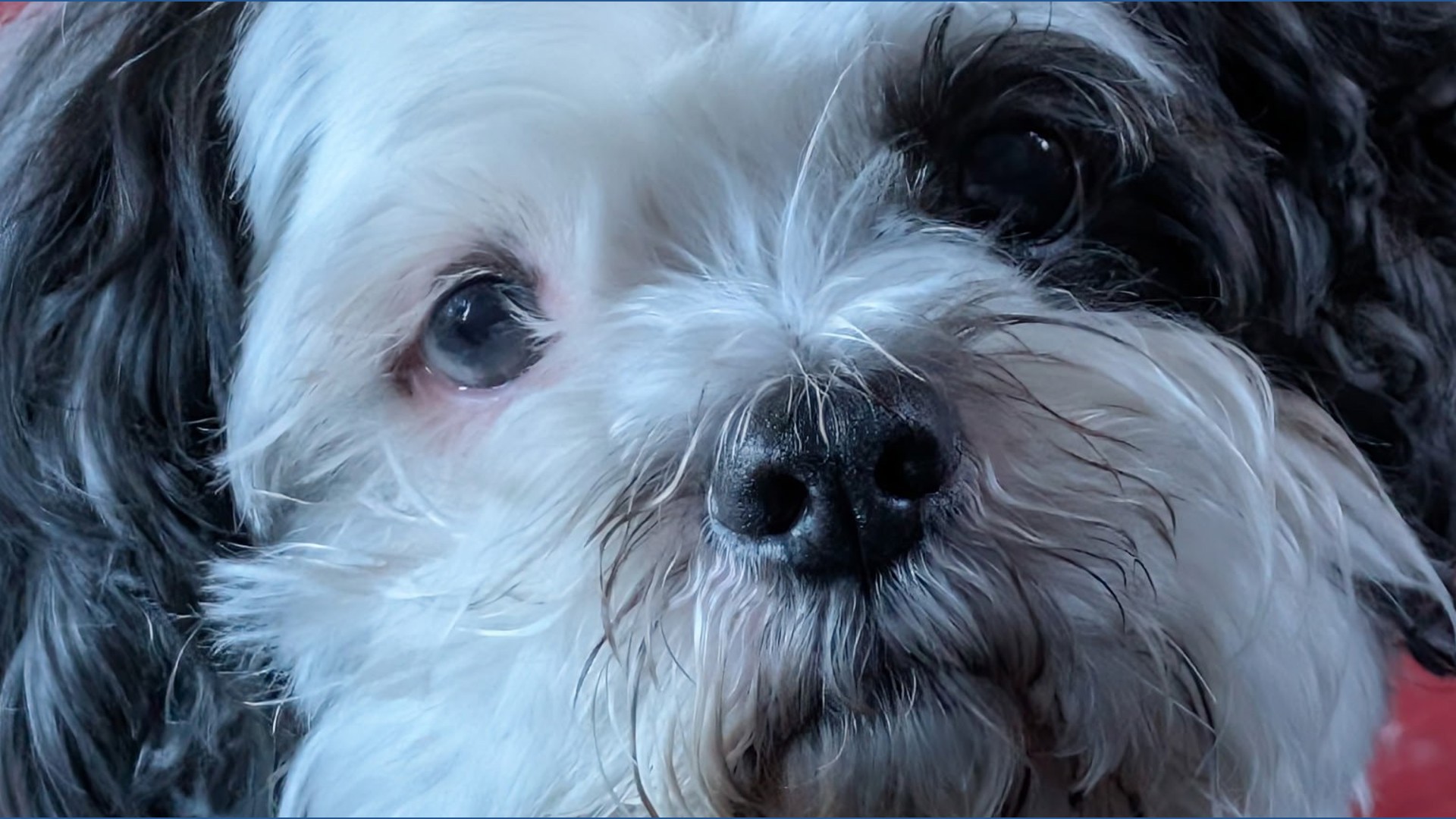 Ottawa County's top dog names of 2025