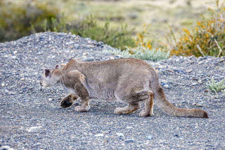 What triggers defensive attacks from cougars