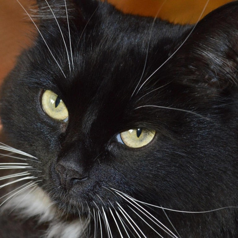 What a cat really feels for its owner (beyond cuteness)