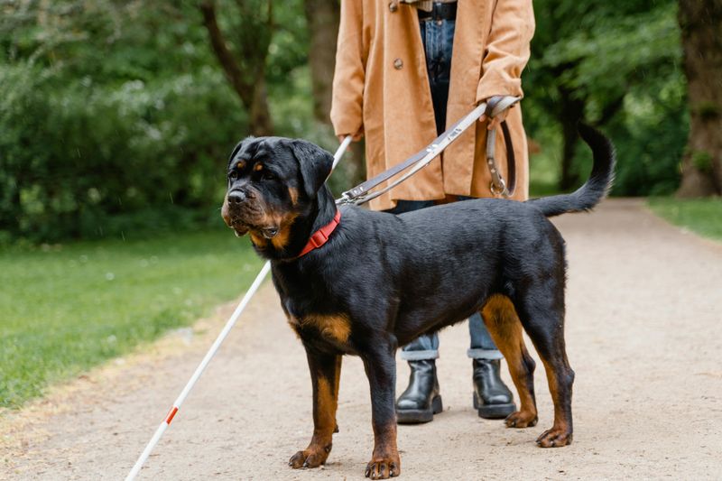 9 most common complaints about Rottweilers you need to know before ...